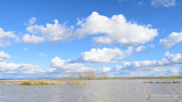 Observación de aves en las lagunas de Laguna Rodrigo - Segovia - Con La ...
