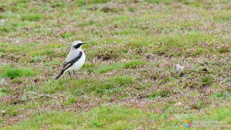 Observación de aves en las lagunas de Laguna Rodrigo - Segovia - Con La ...